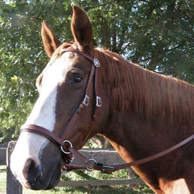 Dr. Cook Bitless Bridle | The Cheshire Horse