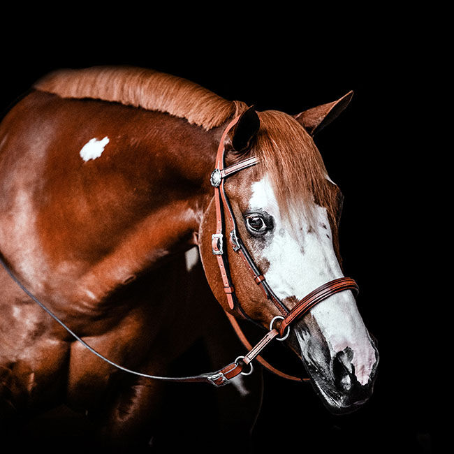 Dr. Cook Bitless Bridle | The Cheshire Horse