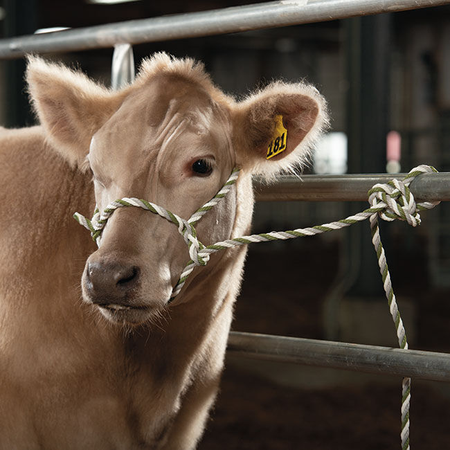 Weaver Livestock Adjustable Poly Neck Rope | The Cheshire Horse