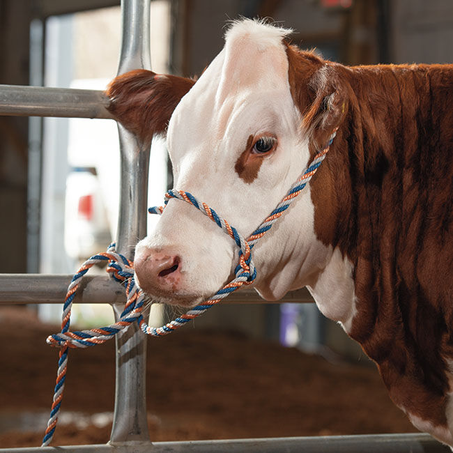 Weaver Livestock Adjustable Poly Neck Rope | The Cheshire Horse