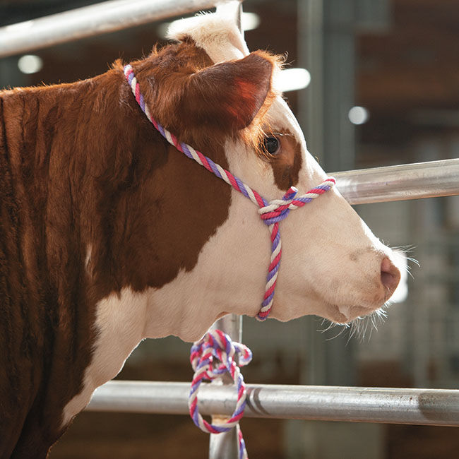 Weaver Livestock Adjustable Poly Neck Rope | The Cheshire Horse