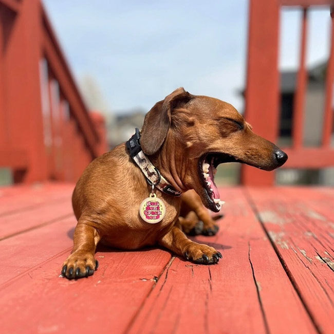 Bad Tags Dog ID Tag - Resident Crackhead - Yellow | The Cheshire Horse