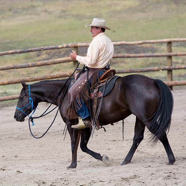 Parelli Natural Hackamore | The Cheshire Horse