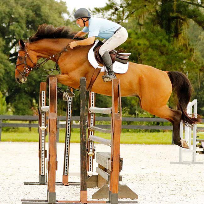 Correct Connect Aaron Vale Rein with 3 Padded Hand Grips | The Cheshire ...