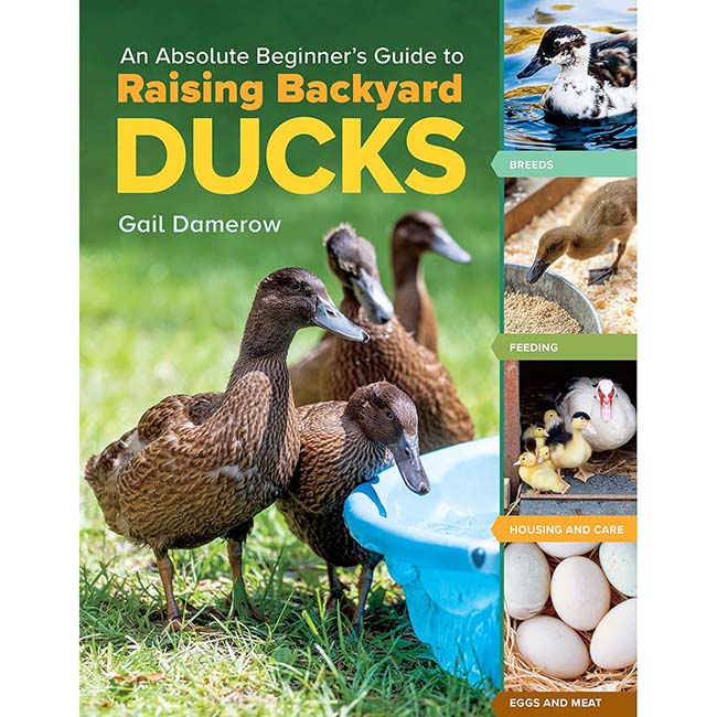 An Absolute Beginner's Guide to Raising Backyard Ducks | The Cheshire Horse