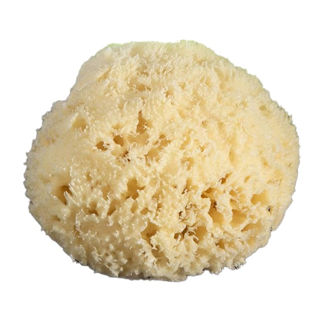 Jacks Manufacturing Natural Sponge - Large | The Cheshire Horse