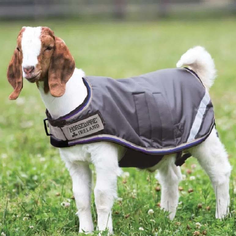 Horseware Goat Coat (100g Light) - Excalibur/Silver | The Cheshire Horse